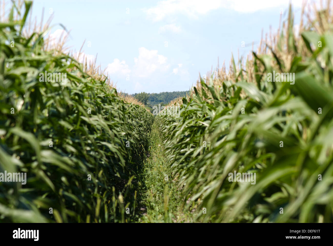 Corn alley in a field Stock Photo - Alamy