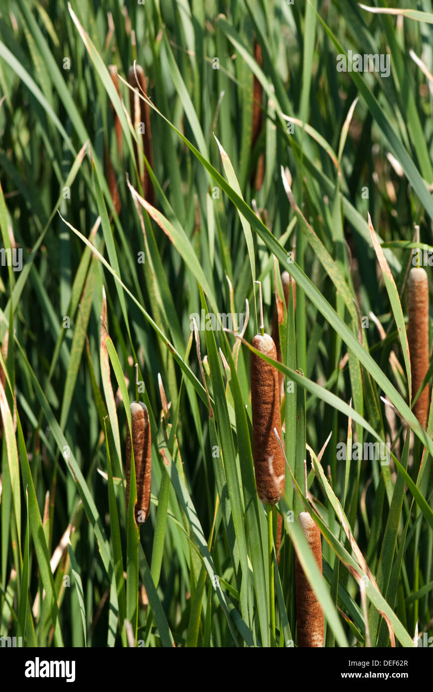 Cattail A Flowering Plant High Resolution Stock Photography and Images ...