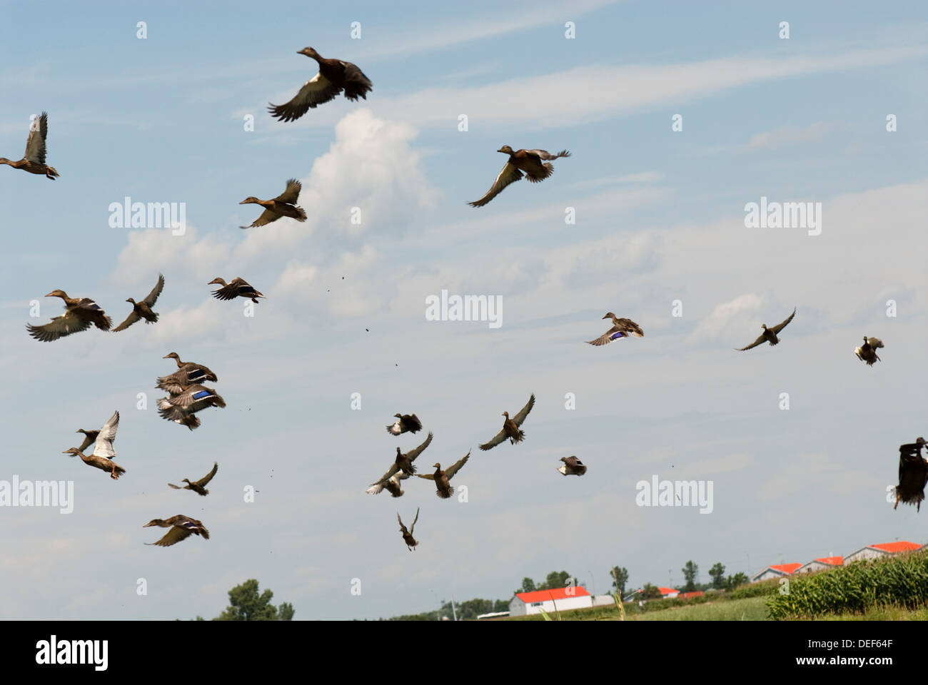 Flock of birds over a corn field Stock Photo - Alamy