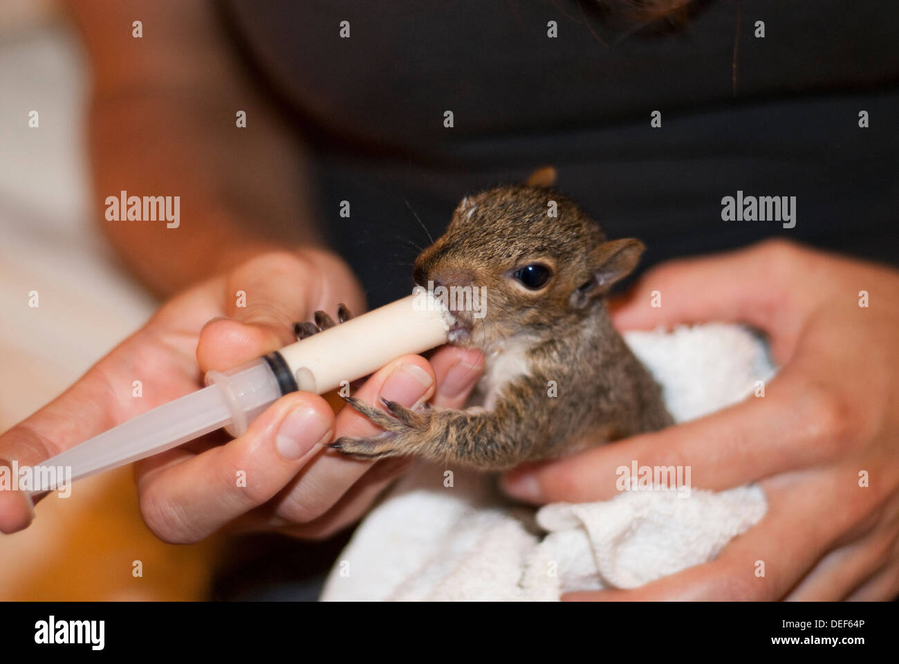 Feeding of a baby orphan squirrel Stock Photo - Alamy