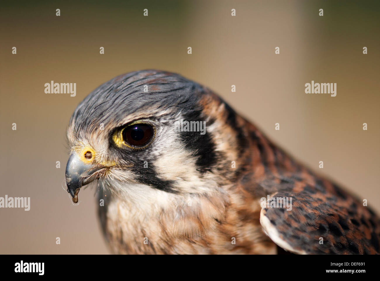 An American kestrel at a birds of prey show on the top of Mont ...