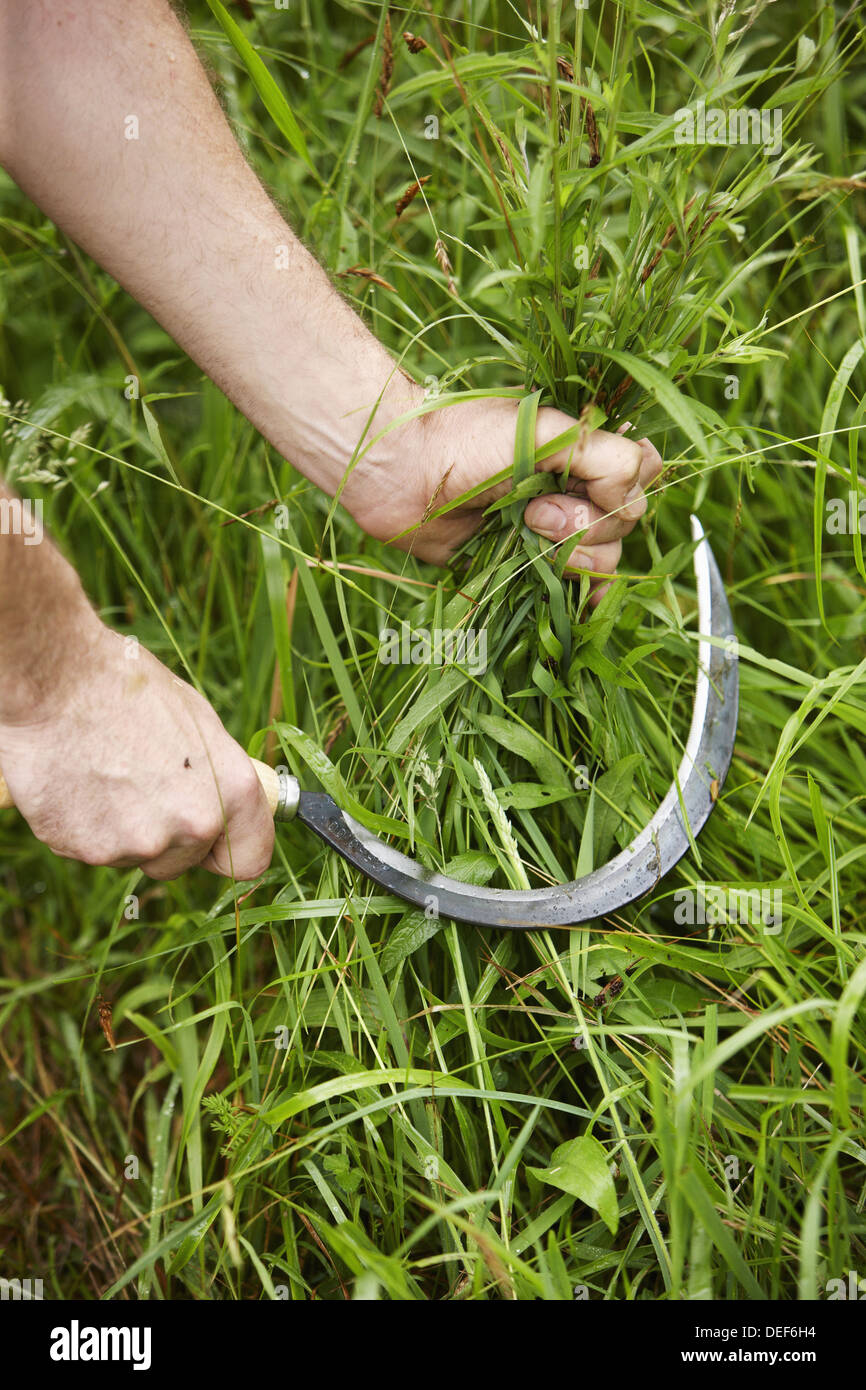 Farmer using sickle High Resolution Stock Photography and Images - Alamy