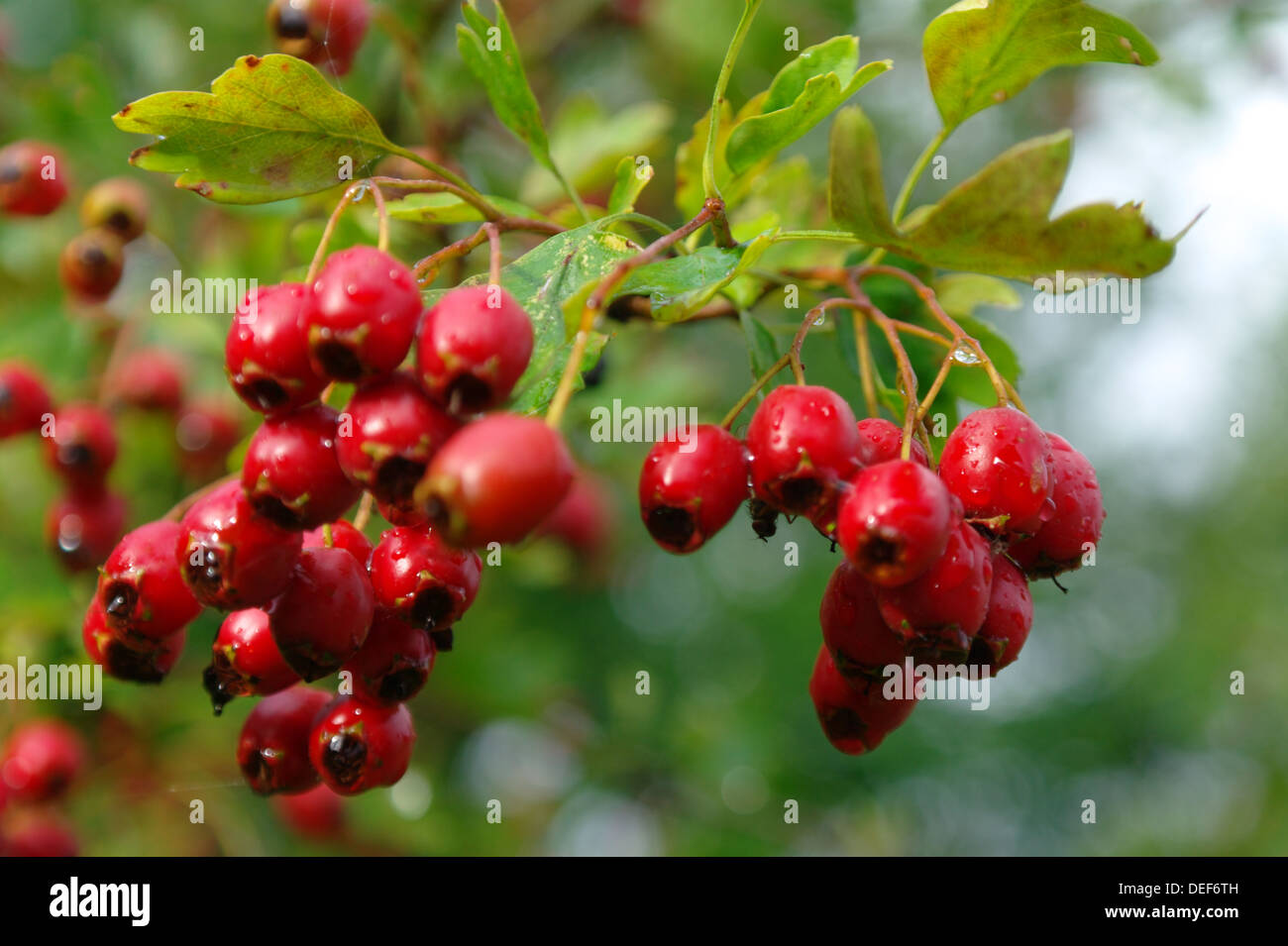Branch hawthorn hi-res stock photography and images - Alamy