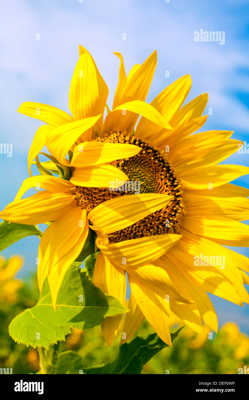Sunflower on sky background hi-res stock photography and images - Alamy