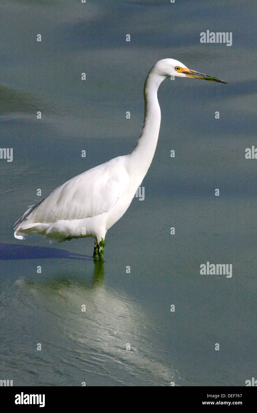 The Little Egret (Egretta garzetta), a small white heron, is the Old ...