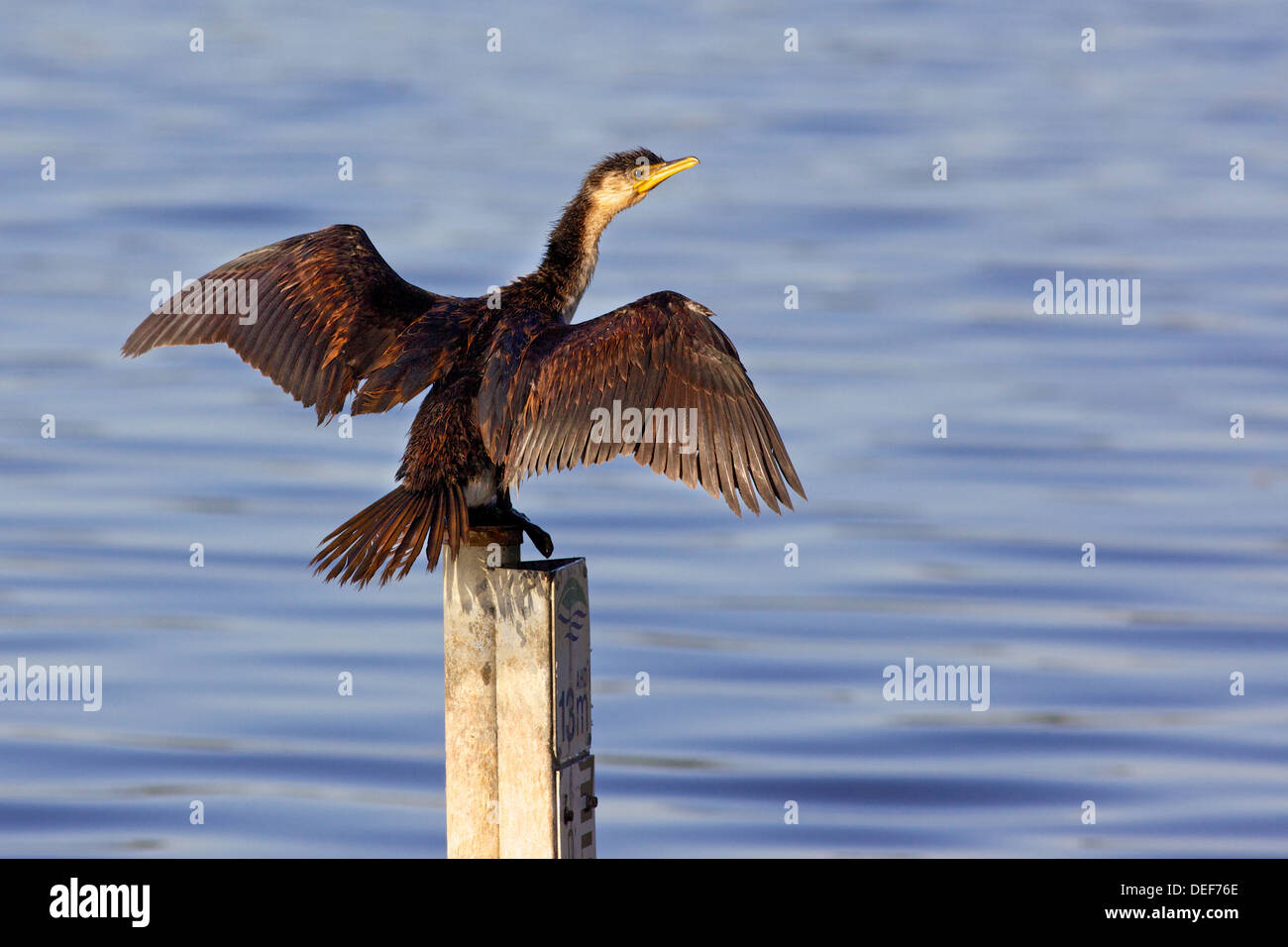 Australian shag hi-res stock photography and images - Alamy