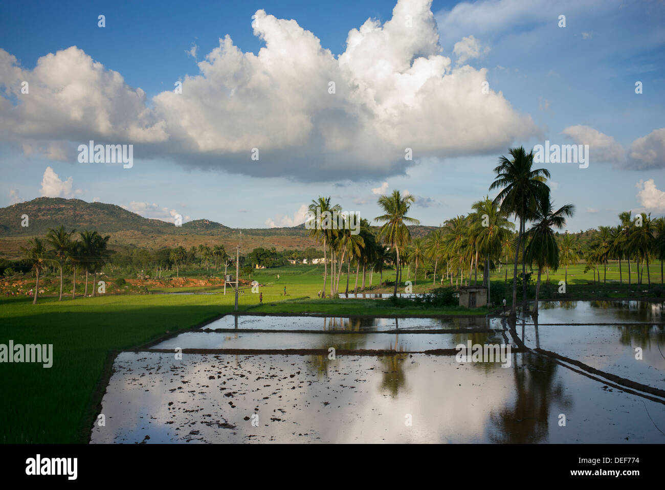 India paddy fields flood hi-res stock photography and images - Alamy