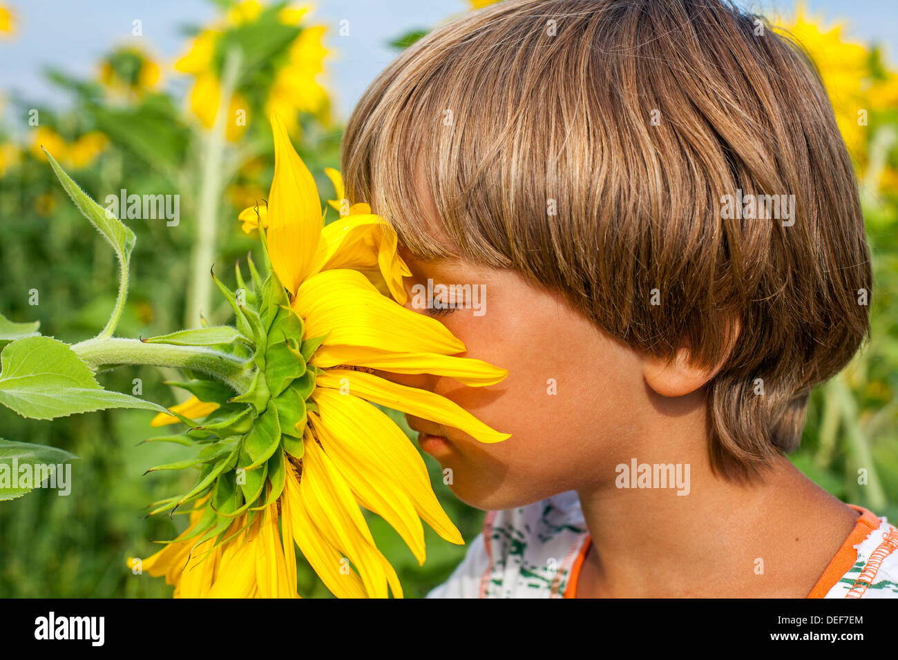boy sniffing sunflower Stock Photo - Alamy