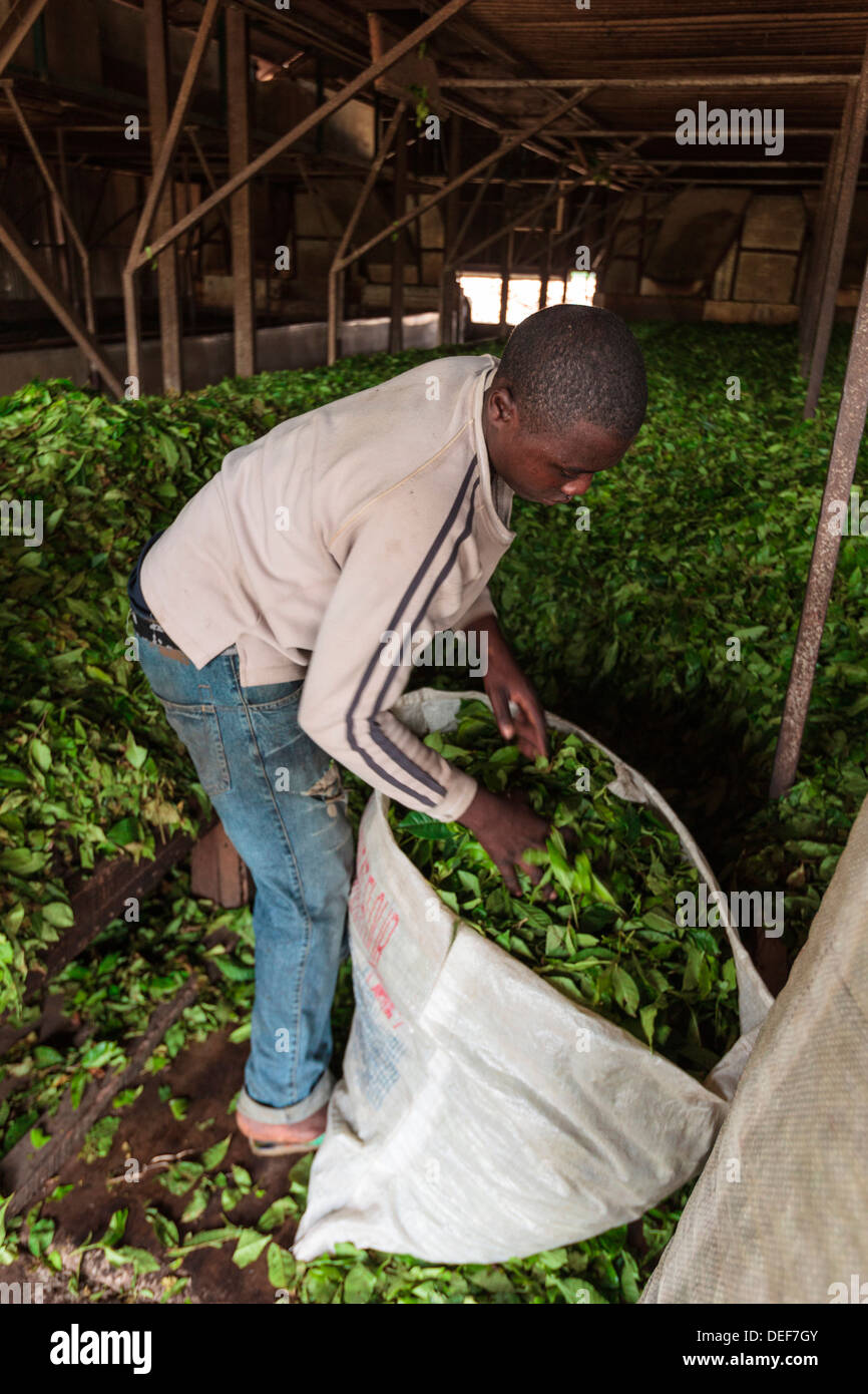 Africa, Cameroon, Buea. Man bagging tea leaves at Tole Tea Estate Stock ...