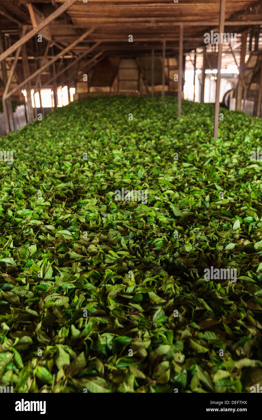 Africa cameroon buea tea leaves hi-res stock photography and images - Alamy