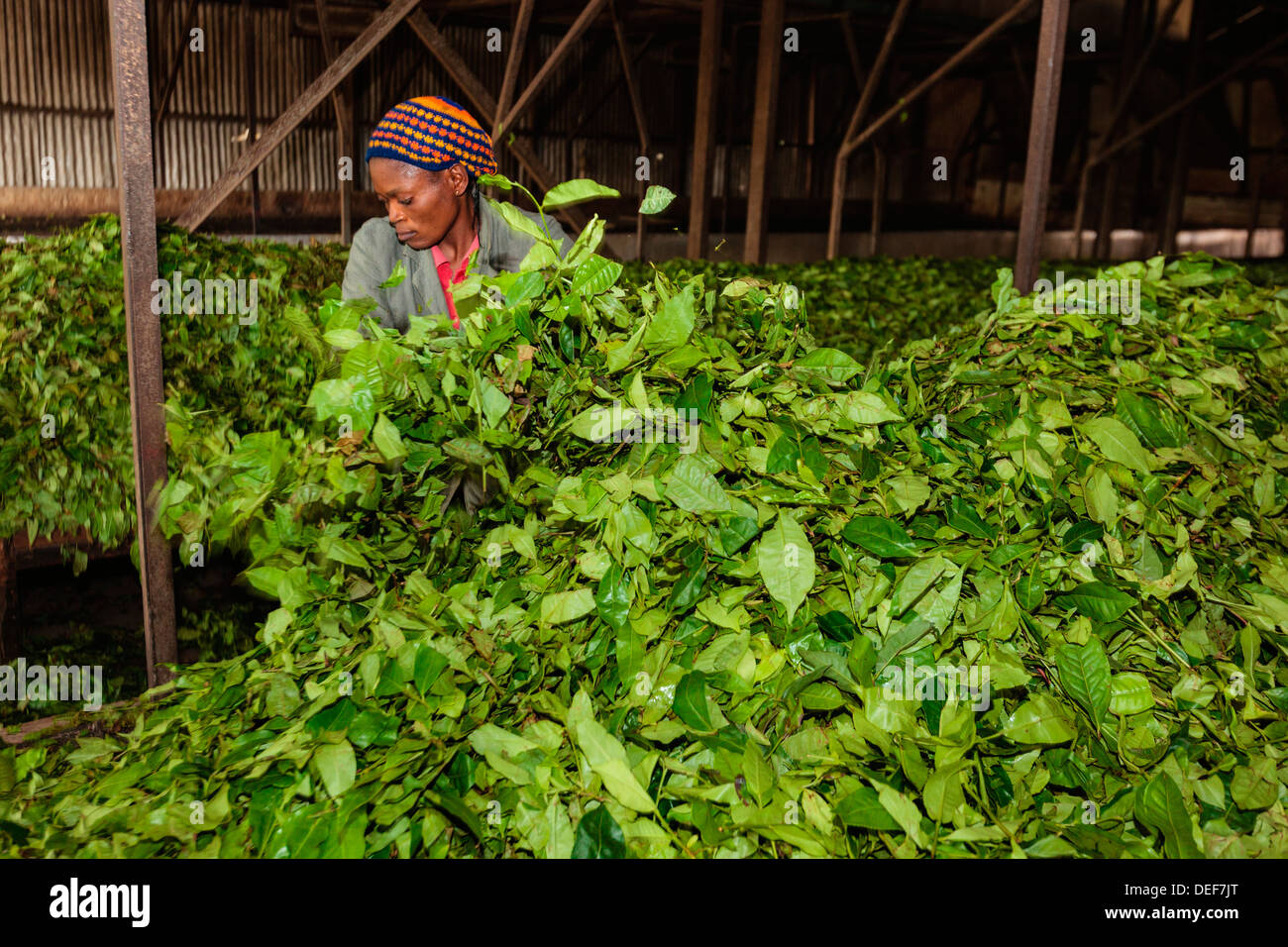 Tea bag production hi-res stock photography and images - Alamy