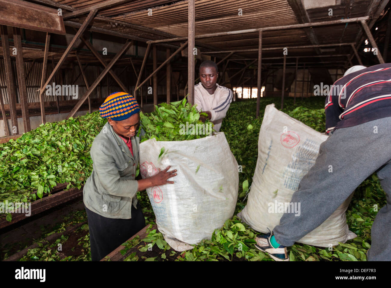 Tole Tea Estate Stock Photos & Tole Tea Estate Stock Images - Alamy