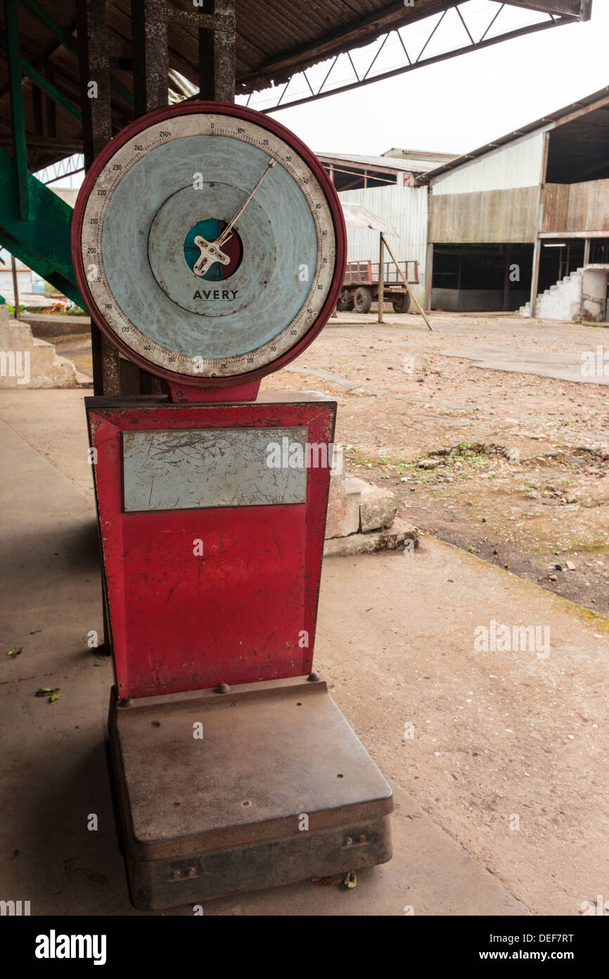 Africa, Cameroon, Buea. Scale at Tole Tea Estate Stock Photo - Alamy