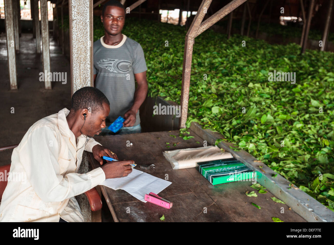 Africa, Cameroon, Buea. Men working at Tole Tea Estate Stock Photo - Alamy