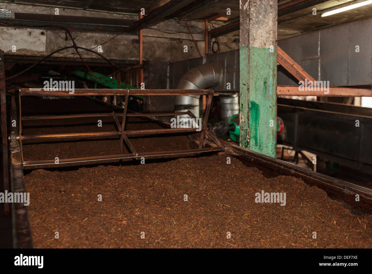 Africa, Cameroon, Buea. Tea leaves going through the fermentation ...
