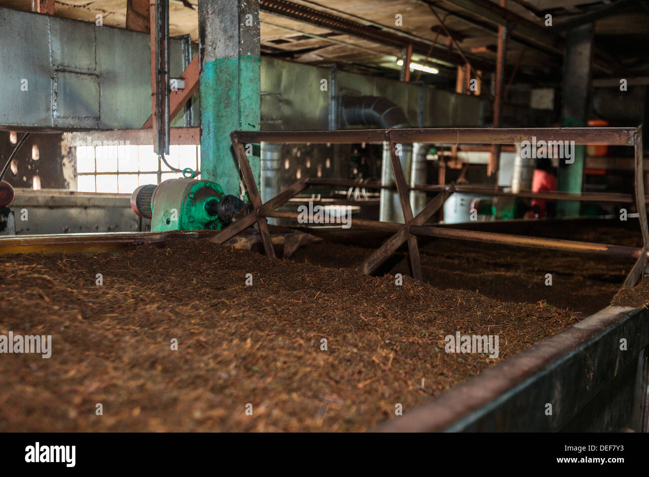Africa, Cameroon, Buea. Tea leaves going through the fermentation ...