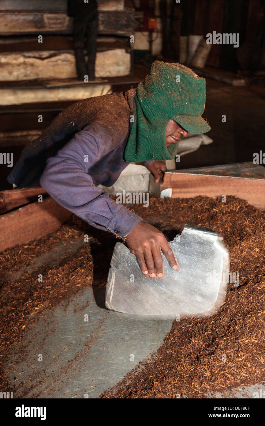 Africa, Cameroon, Buea. Man inspecting tea at Tole Tea Estate Stock ...