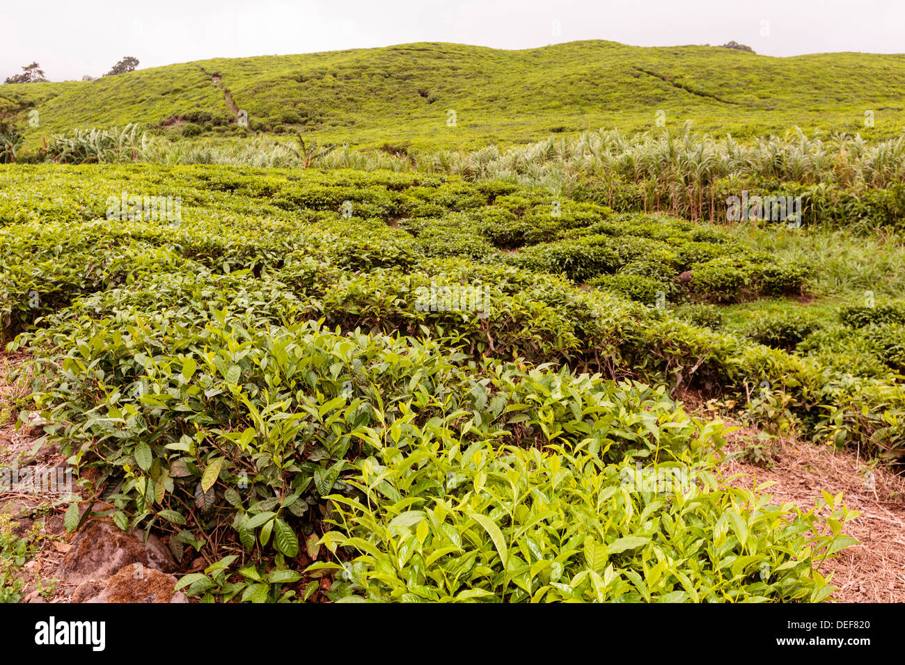 Agriculture development africa hi-res stock photography and images - Alamy
