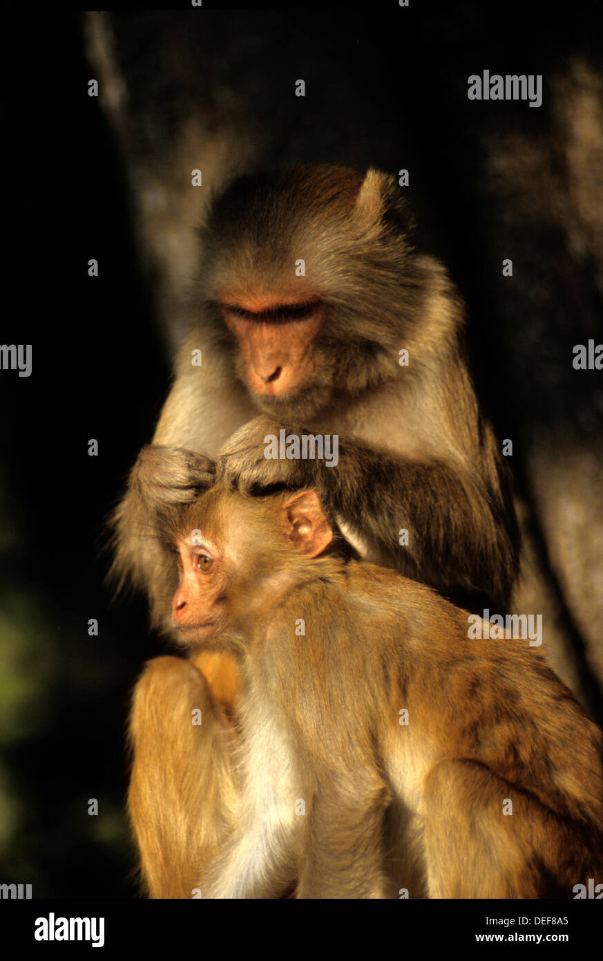 wildlife, jungle, nepal, monkey, asia, nature Stock Photo - Alamy