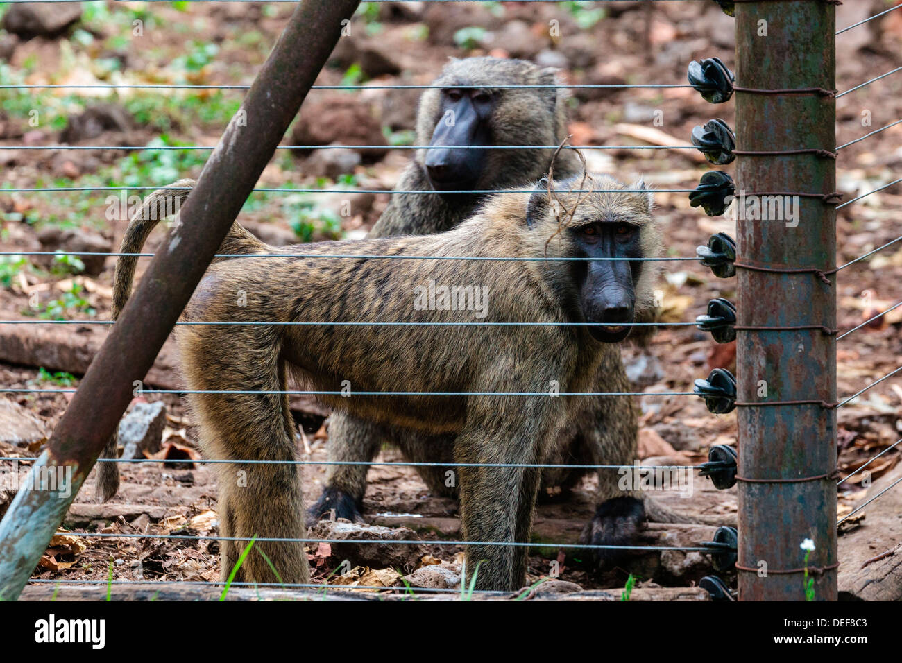 Africa, Cameroon, Limbe. Drill monkeys at Limbe Wildlife Center Stock ...