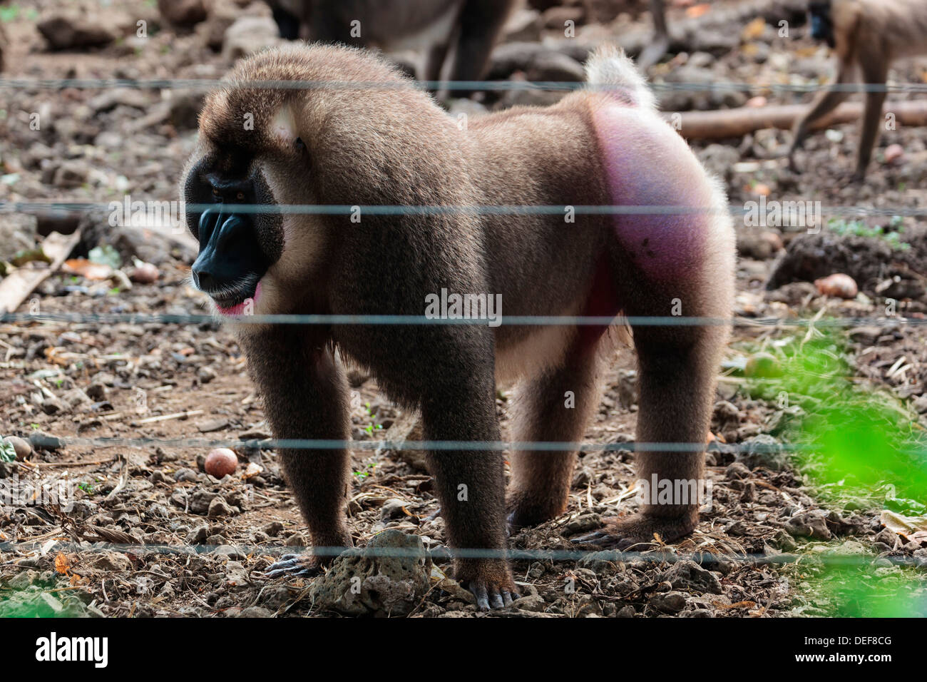 Africa, Cameroon, Limbe. Drill monkey at Limbe Wildlife Center Stock ...