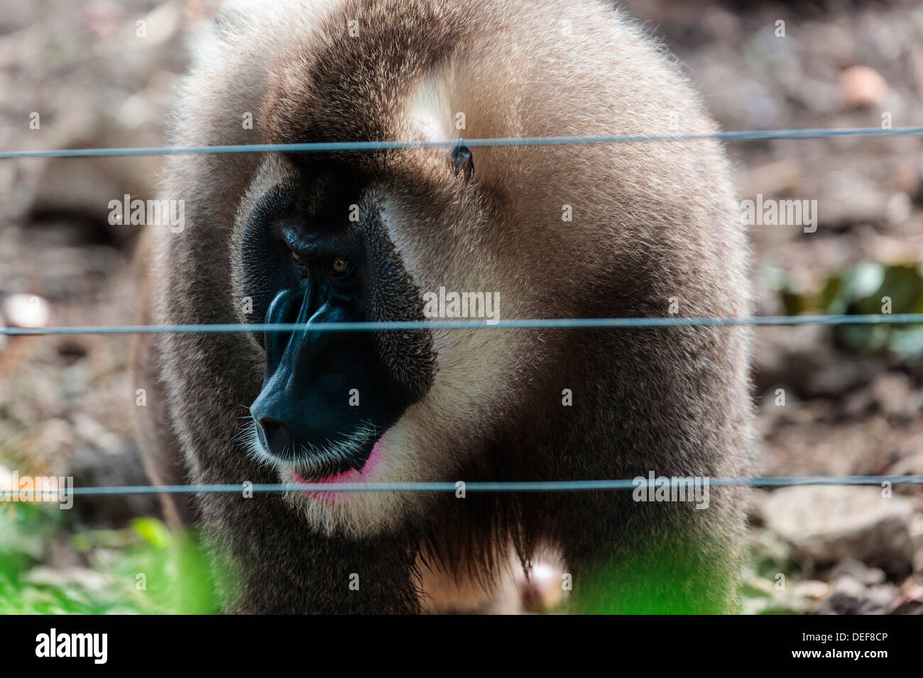 Animal Shelter Rescue Africa High Resolution Stock Photography and ...