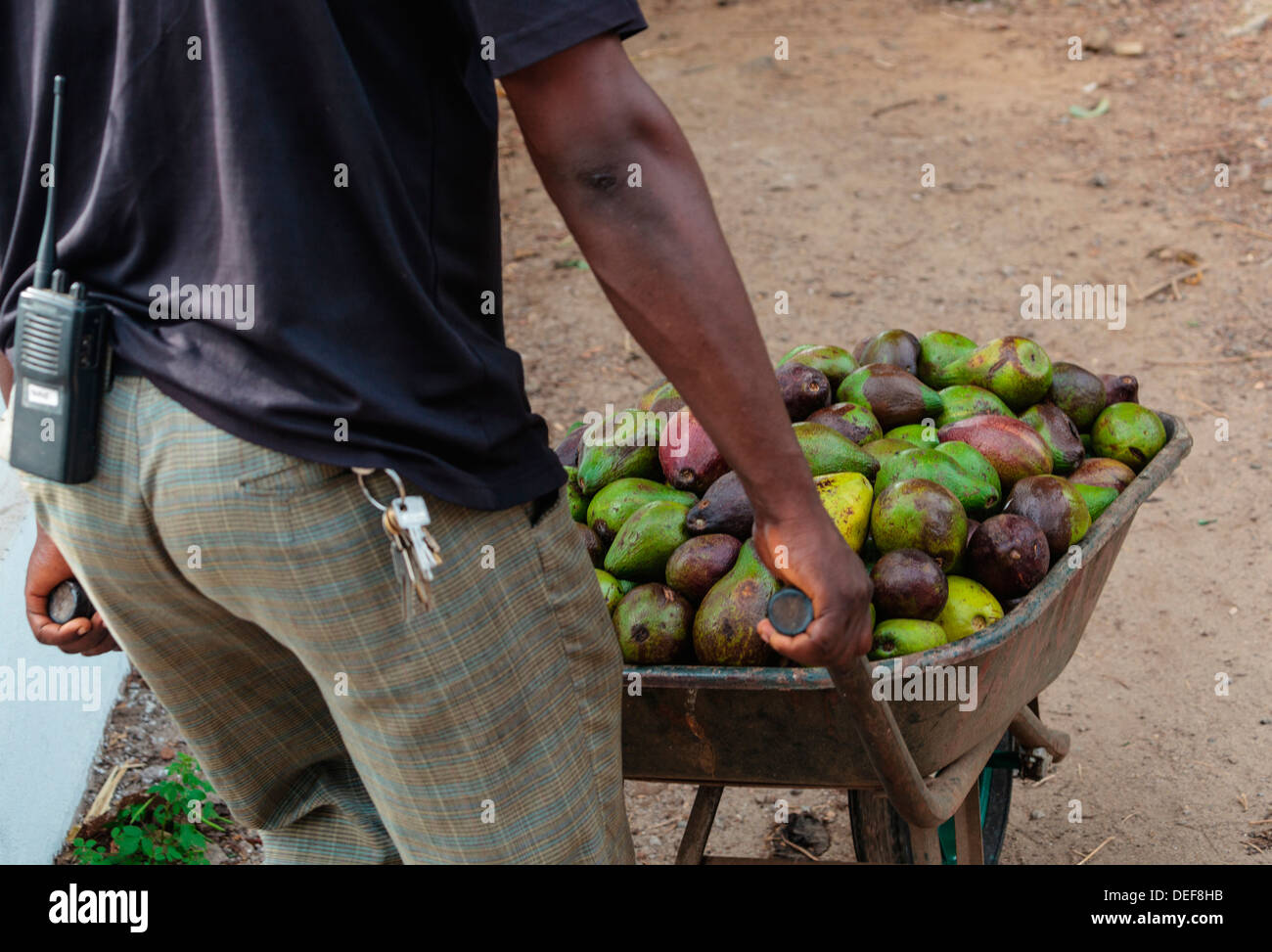 Man feed food monkeys hi-res stock photography and images - Alamy