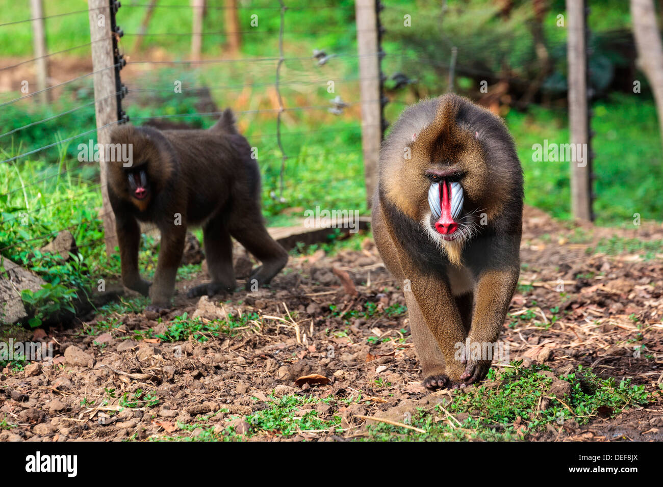 Africa, Cameroon, Limbe. Mandrills at Limbe Wildlife Center Stock Photo ...