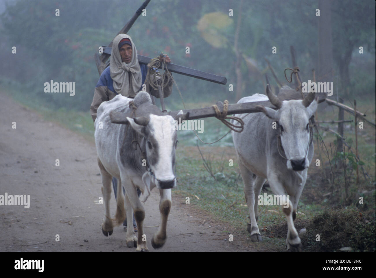 nepal, people, portrait, mountain, rural, asia, village, himalaya Stock ...