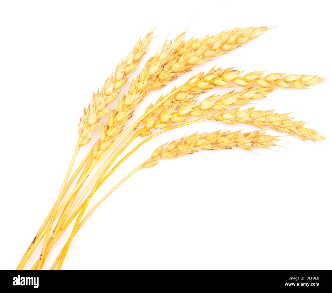 ripe wheat isolated on white background Stock Photo - Alamy
