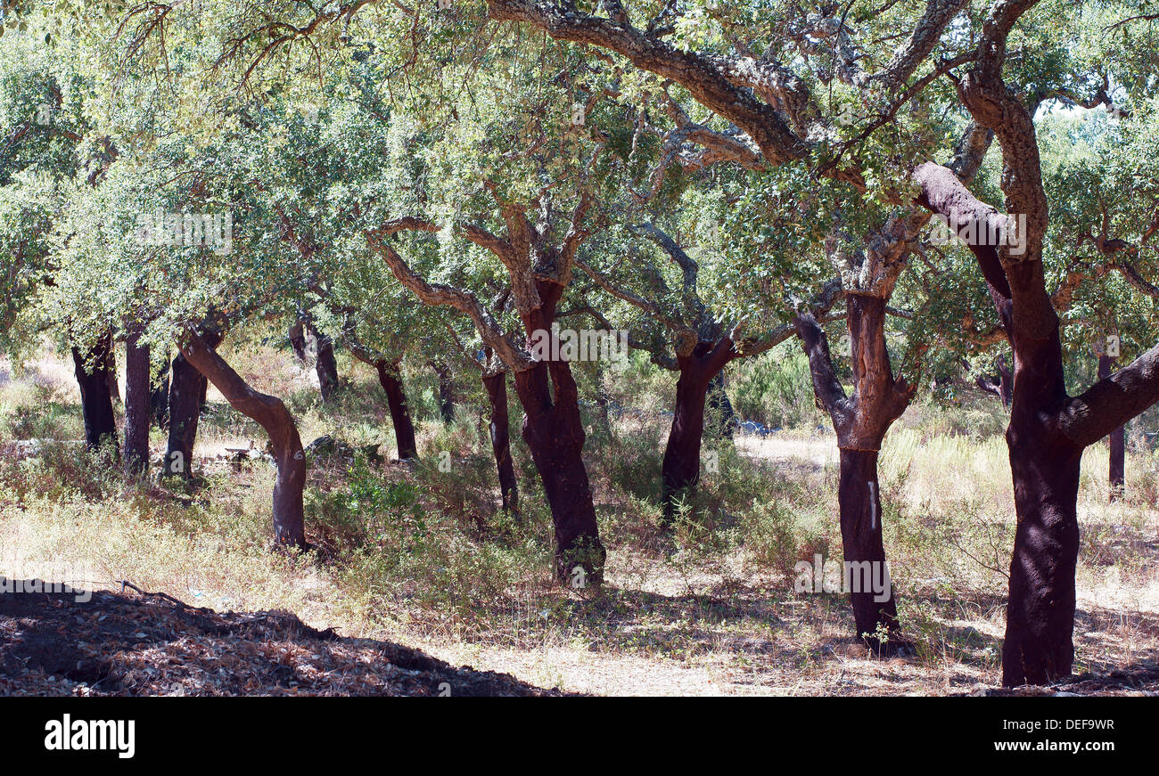 Cork oak trees Quercus suber Algarve Portugal Stock Photo - Alamy