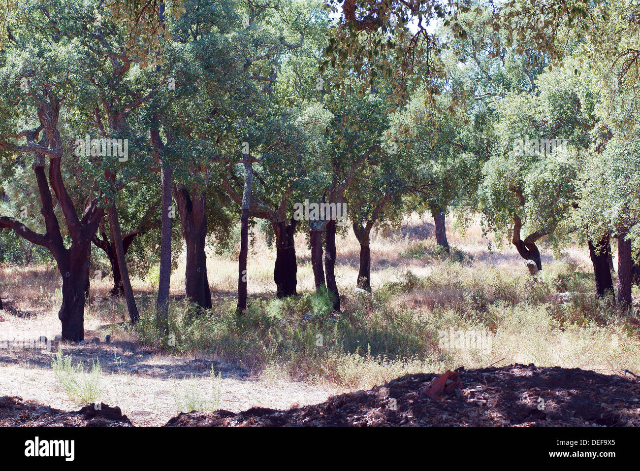 Cork oak trees Quercus suber Algarve Portugal Stock Photo - Alamy