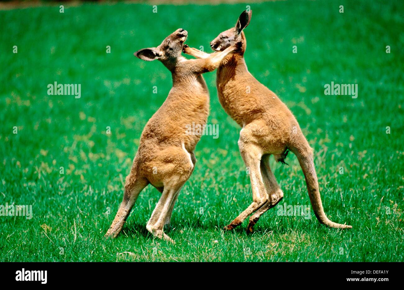 Clash of kangaroos hi-res stock photography and images - Alamy