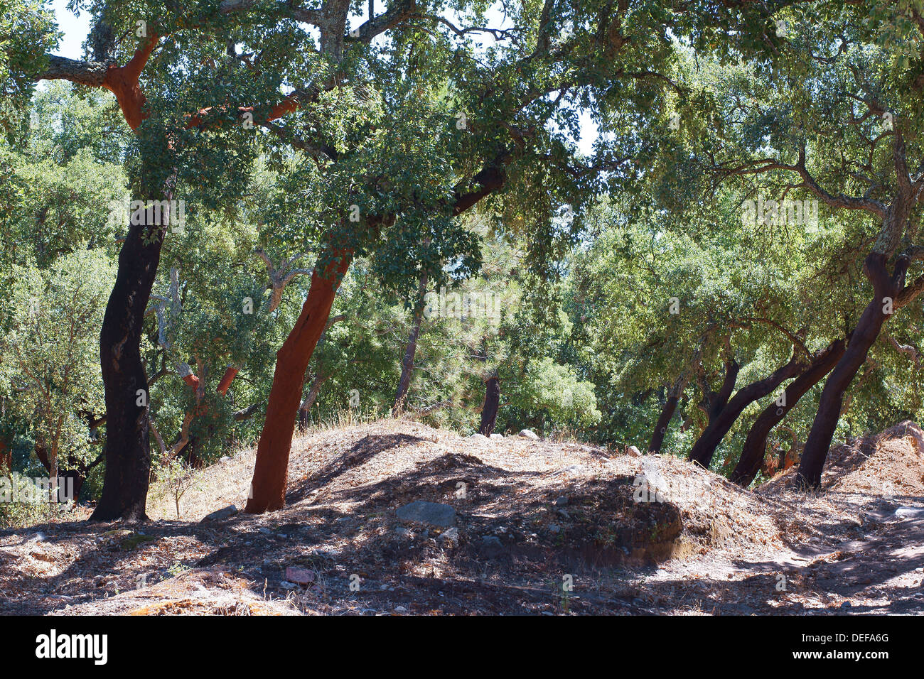 Cork oak trees Quercus suber Algarve Portugal Stock Photo - Alamy