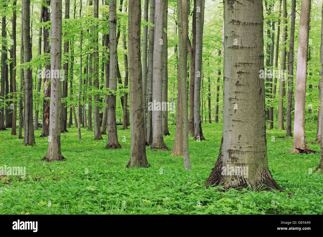 Thüringen forest germany hi-res stock photography and images - Alamy