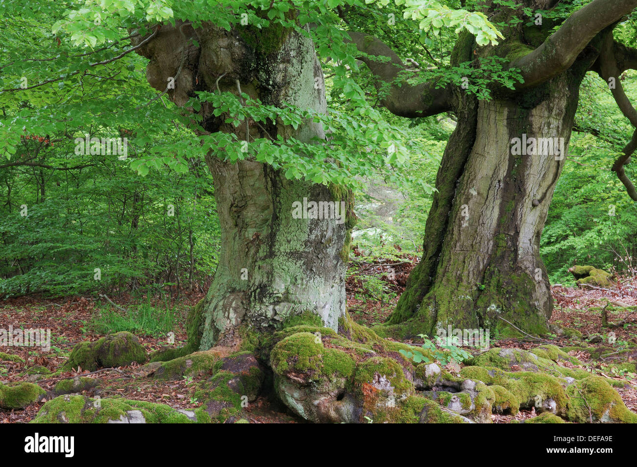 Kellerwald edersee nature park hi-res stock photography and images - Alamy