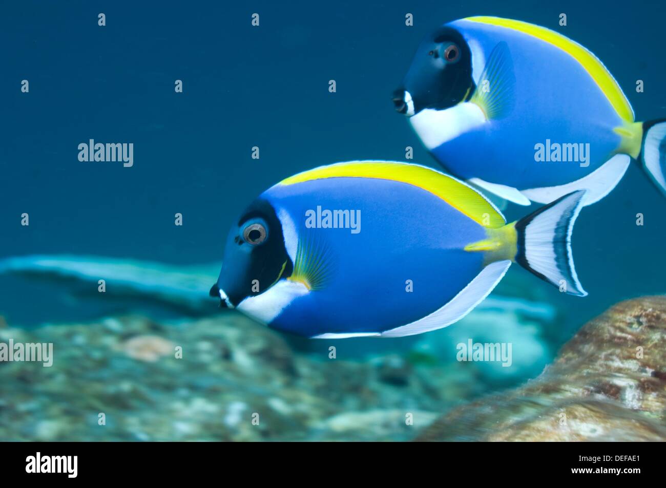Powderblue tang fish hi-res stock photography and images - Alamy