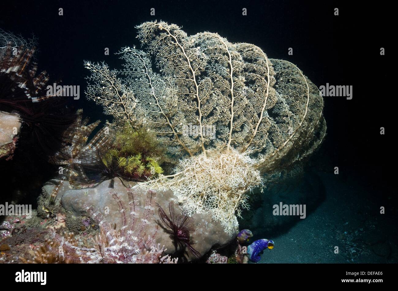 Basket star astroboa nuda hi-res stock photography and images - Alamy