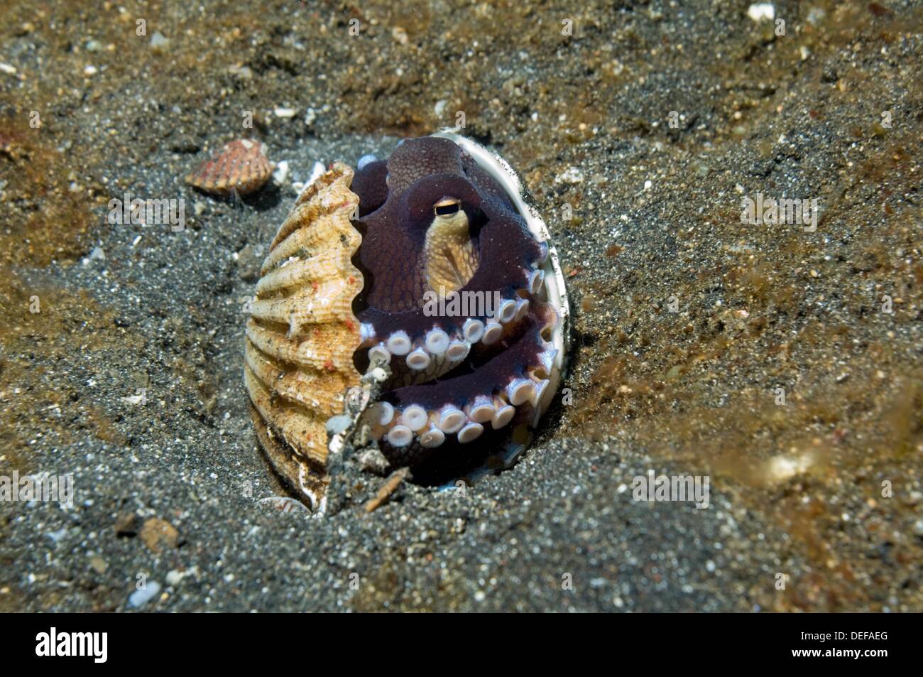 Clam pieces hi-res stock photography and images - Alamy