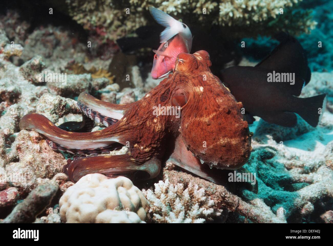 Octopus hunting prey hi-res stock photography and images - Alamy