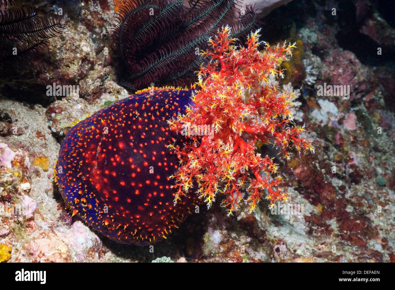 Tentacle crown hi-res stock photography and images - Alamy