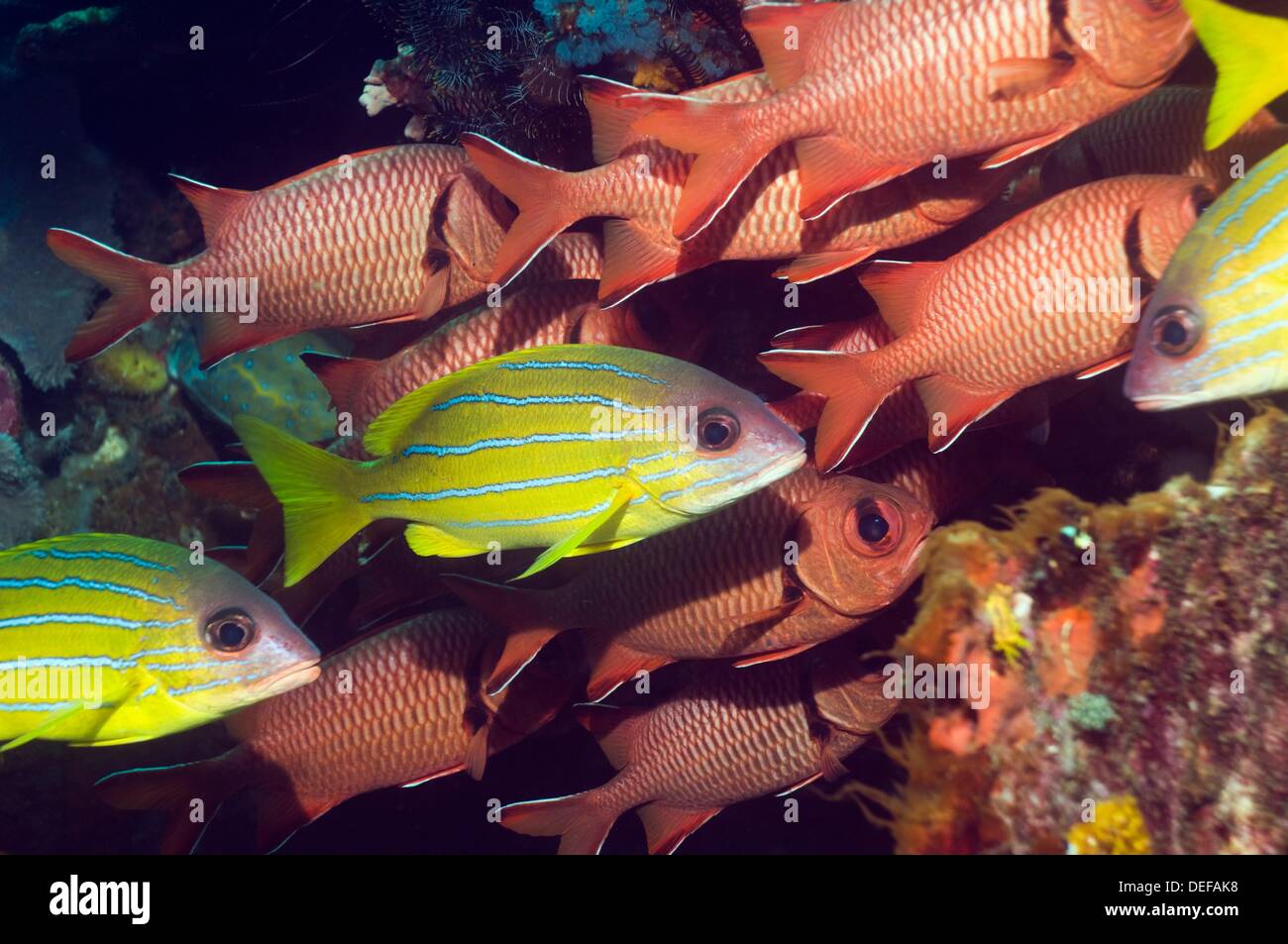 Blueline kasmira snappers lutjanus kasmira hi-res stock photography and ...