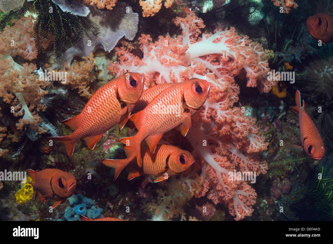 Big scale soldierfish hi-res stock photography and images - Alamy
