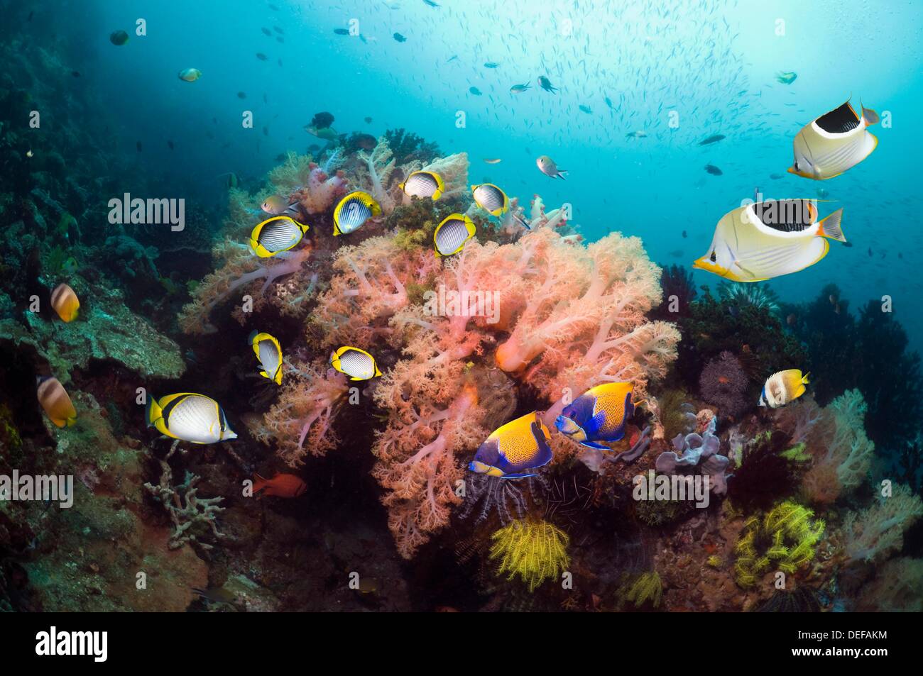 Orange fish coral reef hi-res stock photography and images - Alamy