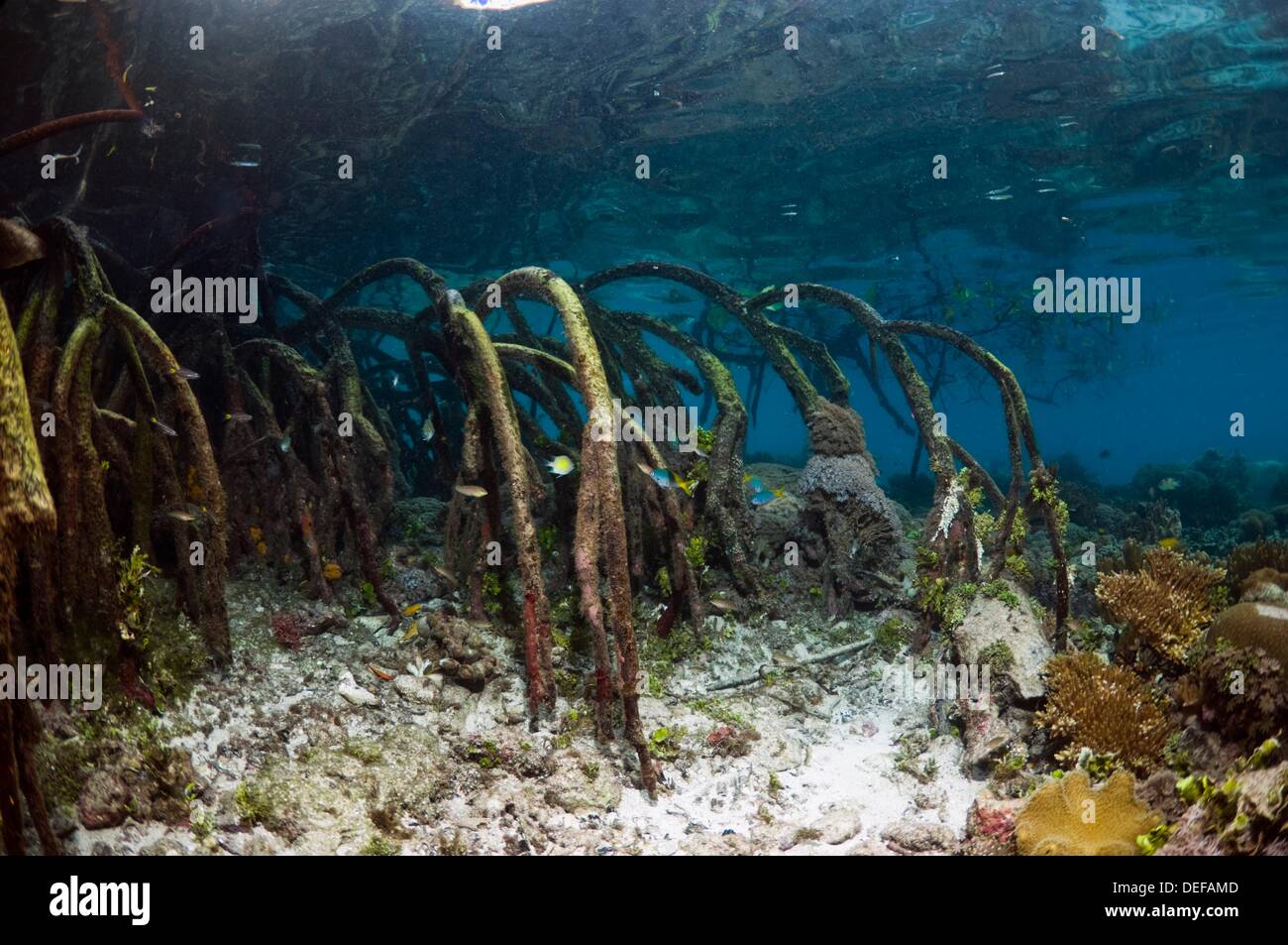 Mangrove rhizophora sp roots underwater hi-res stock photography and ...