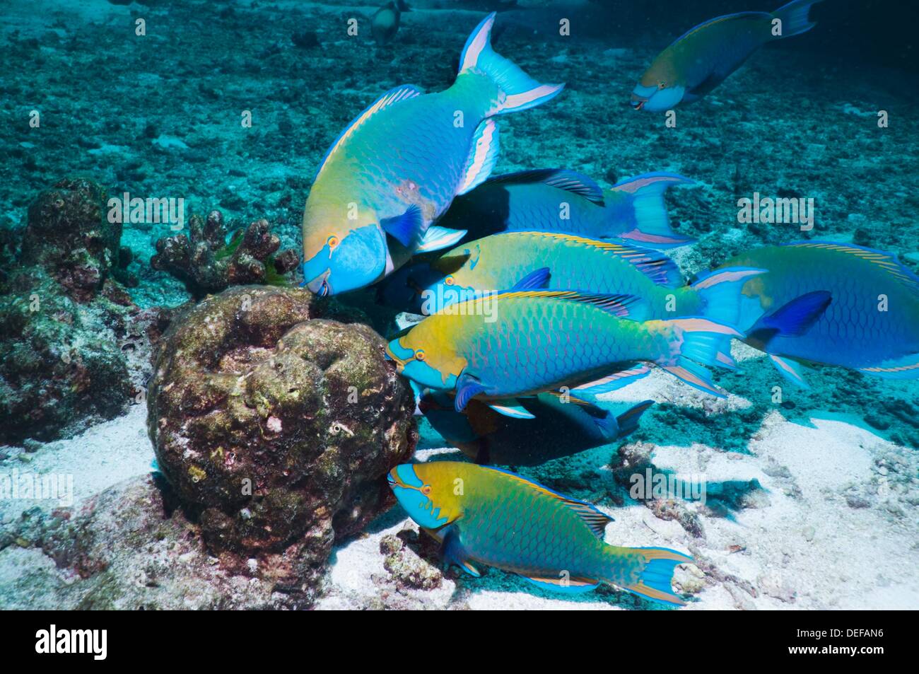 Parrotfish algae hi-res stock photography and images - Alamy