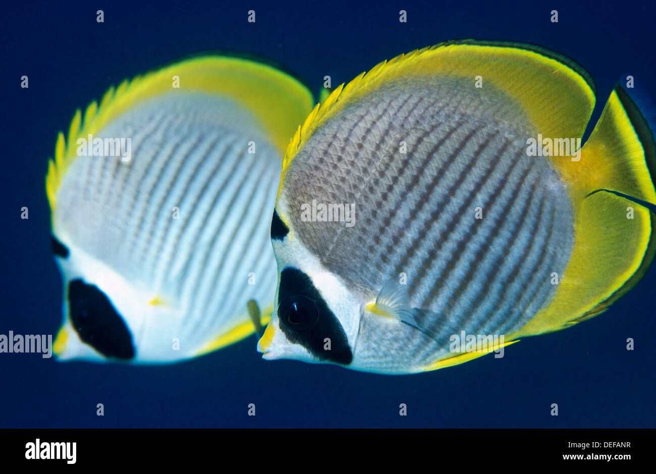 Philippine Butterflyfish High Resolution Stock Photography and Images ...