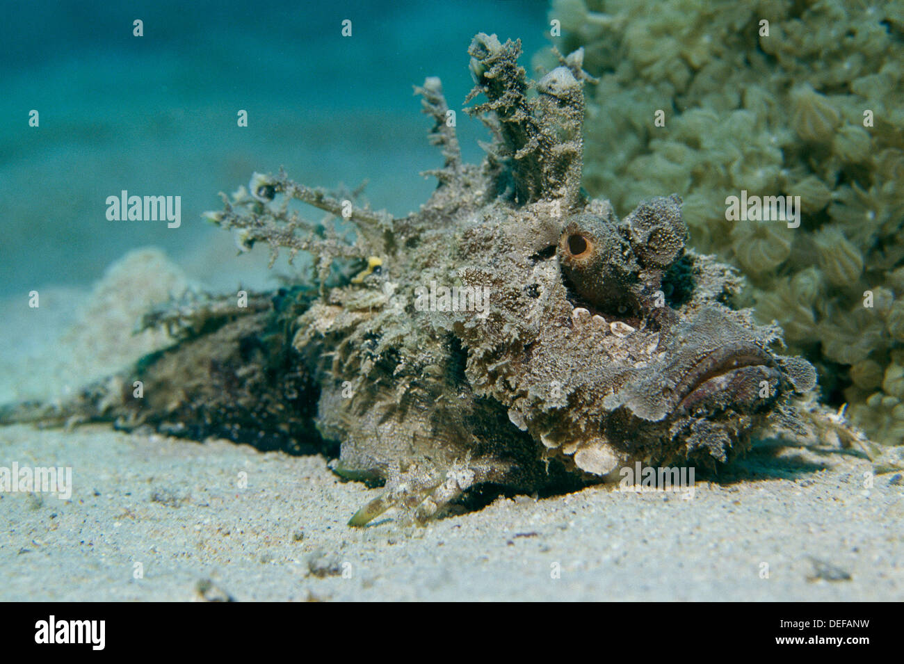 Two Stick Stingfish High Resolution Stock Photography and Images - Alamy