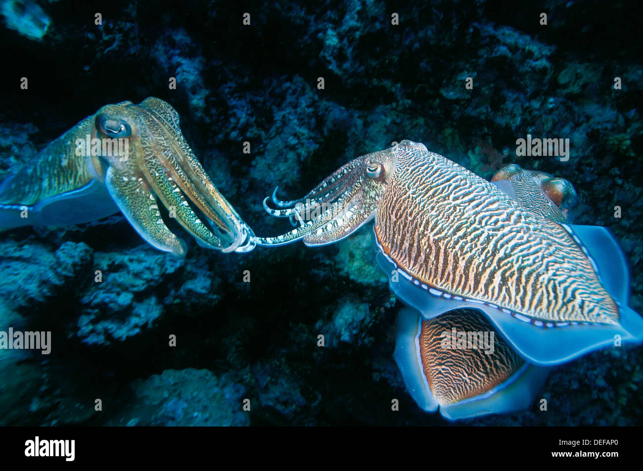 Pharaoh cuttlefish hi-res stock photography and images - Alamy
