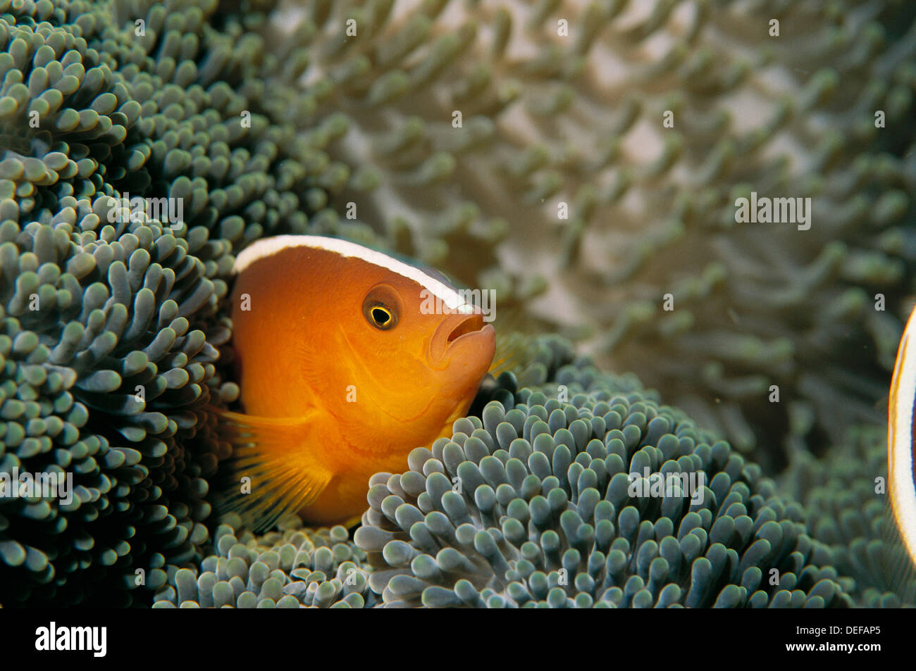 Symbiont hi-res stock photography and images - Alamy